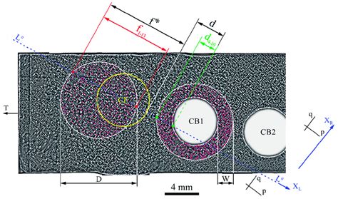 The Dendritic Structure Obtained From The Transverse Section Of The Download Scientific Diagram