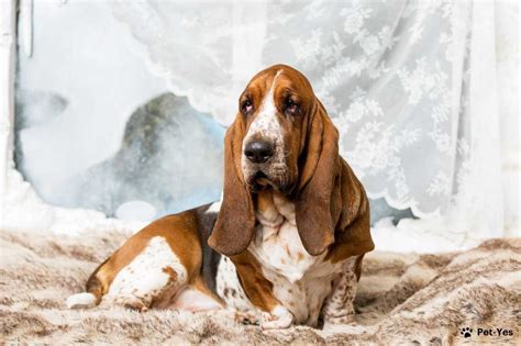 Собака Бассет хаунд фото и описание породы цены на щенков минусы и плюсы