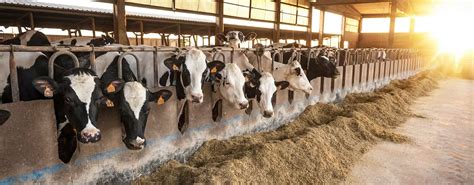 تأثیر نوردهی بر تولید گاوهای شیری