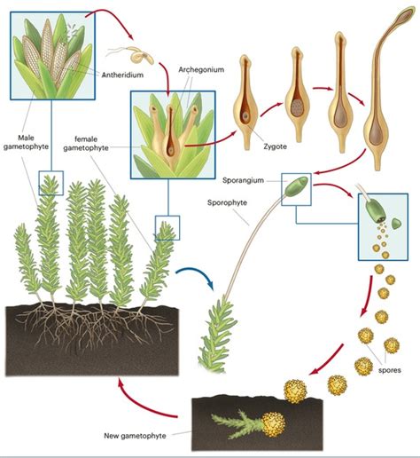Bryophyte Bryophyta Over 10 Royalty Free Licensable Stock Illustrations And Drawings Shutterstock