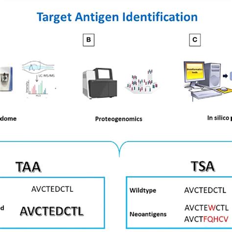 Antigen Discovery Strategies Tumor Antigens Are Discovered By A Mass