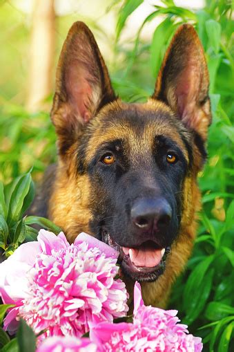 여름에 분홍색 모란 꽃 정원에서 야외 포즈 짧은 머리 독일 셰퍼드 강아지의 초상화 가축에 대한 스톡 사진 및 기타 이미지 가축 갈색 갈색 눈 Istock