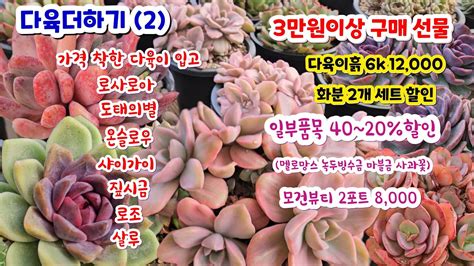 다육더하기2 가격 착하게 입고 다육이 도태의별 모건뷰티 짚시금 일부품목 40~20할인 녹두빙수금 멜로망스 마블금 사과꽃