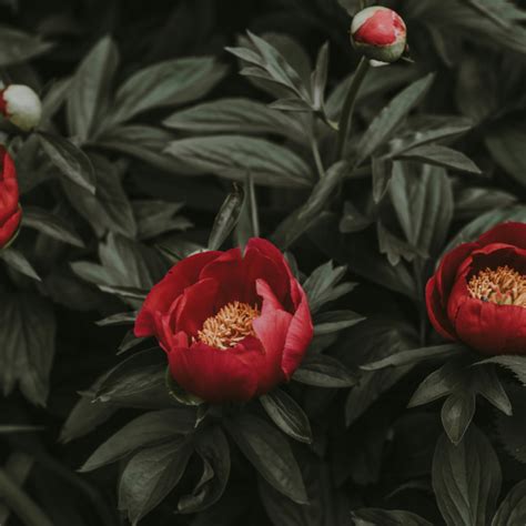 Неприхотливые цветы для сада