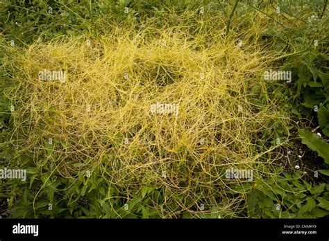 California Dodder Weed Control