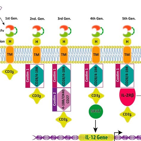 Expression Of B Cell Maturation Antigen On Plasma Cells The Stages Of Download Scientific