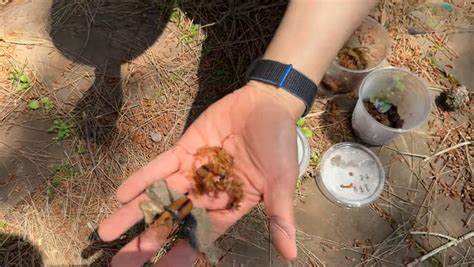 “와 말도 안 돼”…한국 제주에 나타난 기묘한 멸종위기 생물 정체 위키트리