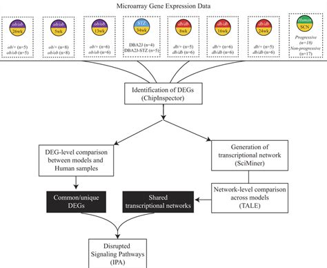 Model And Network Deg Comparison Workflow Previously Published Download Scientific Diagram