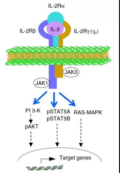 Il 2 Cytokine界的金刚小王子