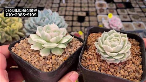 예쁜 다육식물화분 구경하세요~ Youtube