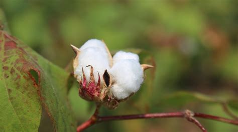 Multidimensional Advances Of Organic Cotton Farming New Fibl Synthesis
