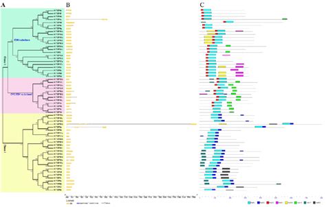 Phylogenetic Analysis Gene Structure And Conserved Motifs Of Tcp