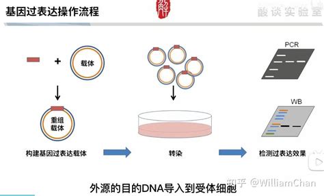 看一个b站视频学习基因过表达 学习笔记 知乎
