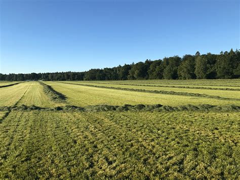 Ensiling Guide Provita Supplements Bonsilage