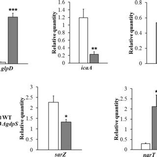 Validation Results Of RNA Seq Profiles By QPCR Data Are Means SEM Of Download Scientific