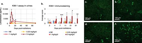Urine Assay And Immunostaining For Kim 1 After 0 25 3 Mg Kg Day Uranium