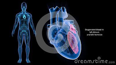 Left Ventricle And Left Atrium Of The Heart With Human Body Royalty Free Stock Photography
