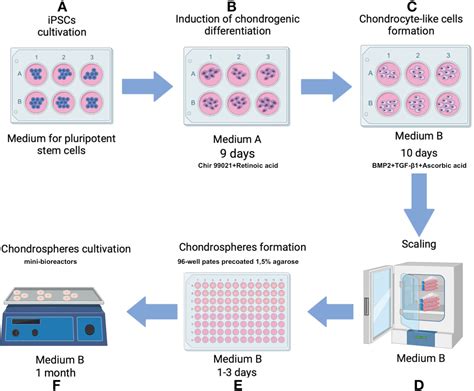 Generating Spheroids From Various Chondrocytes Using Low Adhesive Conditions Under Gravity And