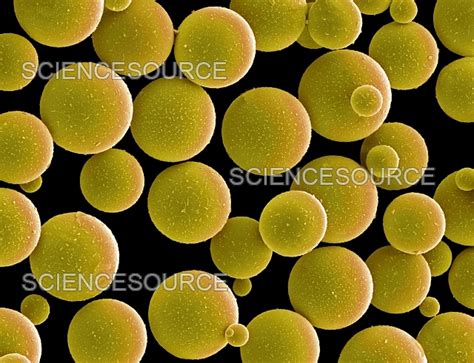 Magnetic Cell Sorting Balls Sem Stock Image Science Source Images