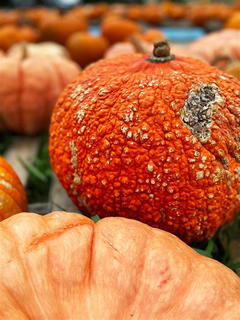 Bumpy Pumpkin Behance