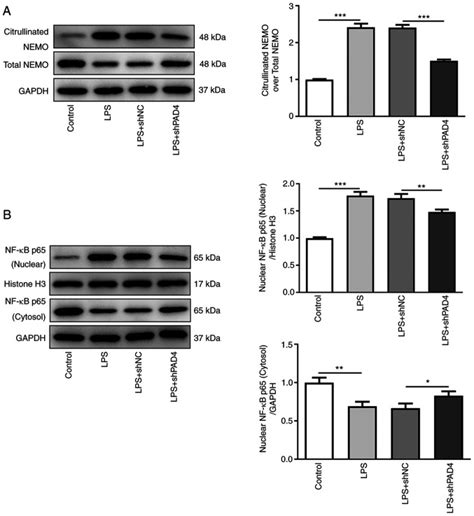 Pad4 Silencing Inhibits Inflammation Whilst Promoting Trophoblast Cell