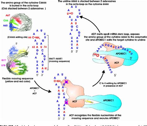 Figure 1 From Nmr Structure Of The Apob Mrna Stem Loop And Its Interaction With The C To U