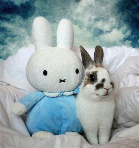 Cute Bunny With Hello Kitty