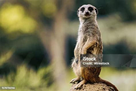 귀엽고 작은 미어캣이 무성한 풀밭의 바위 노두 꼭대기에 자리 잡고 있습니다 귀여운에 대한 스톡 사진 및 기타 이미지 귀여운 노두 녹색 Istock