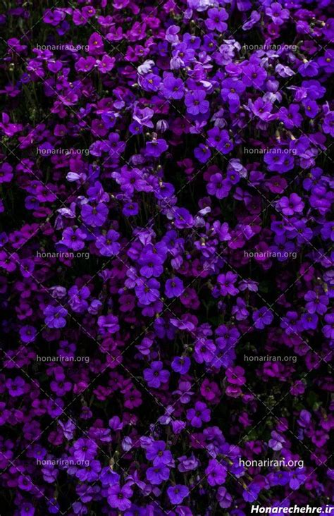 30 عکس از زیبایی گل بنفش که دل شما را میبرد