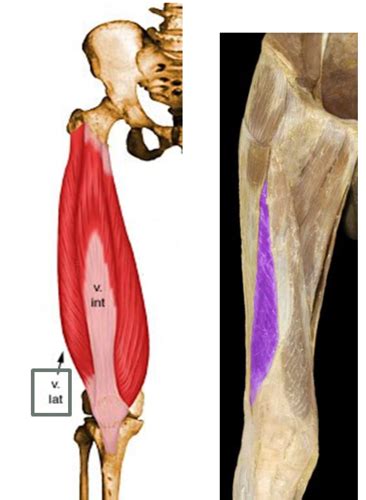 Lower Extremity Muscle Flashcards Quizlet