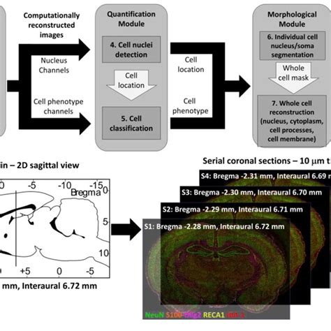 Overview Of The Whole Brain Tissue Phenotyping Pipeline For Processing Download Scientific