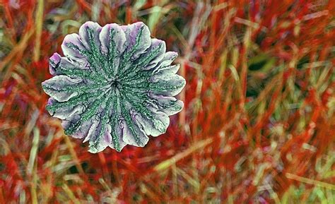 Kapsul Biji Poppy Permainan Warna Foto Gratis Di Pixabay Pixabay