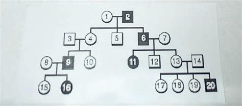 1 What Is The Most Likely Inheritance Pattern 2 Could It Be X Linked