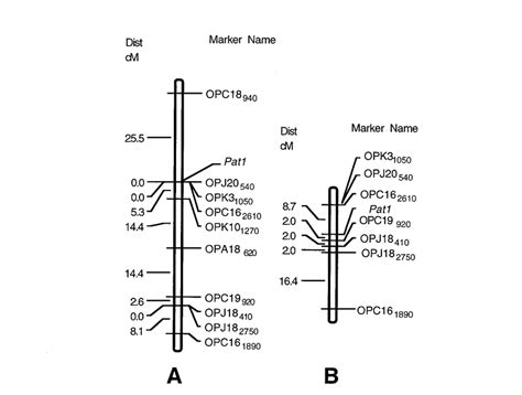Meiotic Mapping Of Random Amplified Polymorphic Dna Rapd Loci Linked