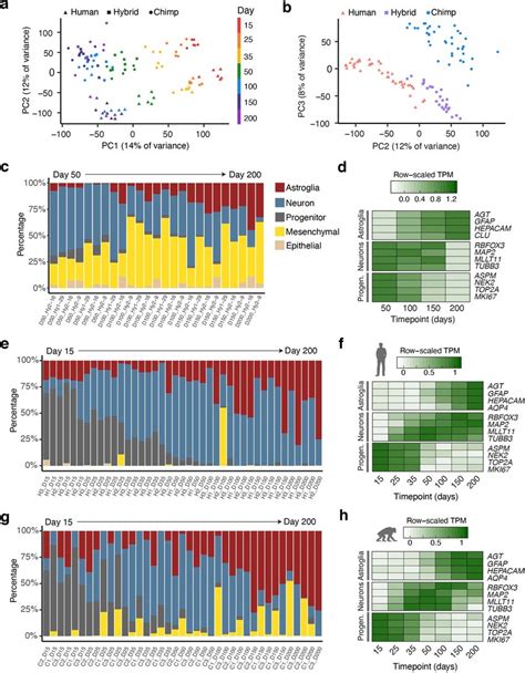 rna seq and cell type deconvolution in cortical spheroids a b