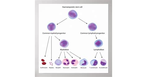 Hematopoiese Poster Zazzlebe
