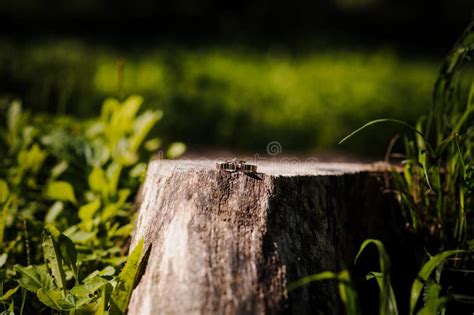 Pair Of Gold Wedding Rings On A Stump Stock Photo Image Of Romantic Ceremony