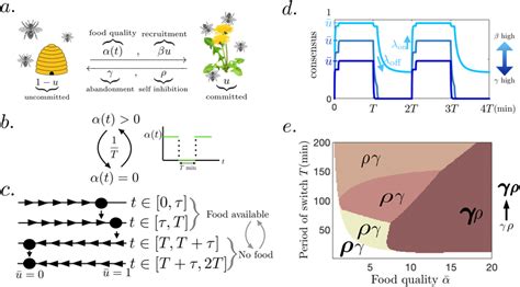 swarm dynamics in the single feeding site model a schematic of swarm