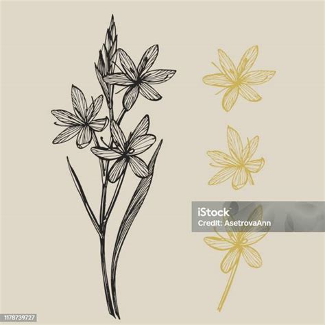 카피르 백합 꽃입니다 손으로 그린 꽃과 식물의 컬렉션입니다 식물학 설정 빈티지 꽃입니다 조각 스타일의 흑백 그림 꽃 식물에 대한 스톡 벡터 아트 및 기타 이미지 Istock