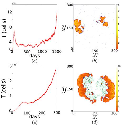 Asymptotic Dynamics And Tumor Escape Two Time Series Of The Tumor Size