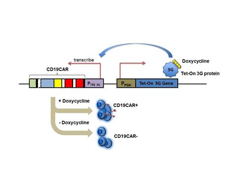Advances In Immunotherapy Using An Antibiotic To Remote Control Car T