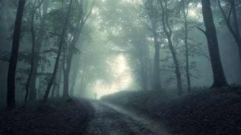 Mystic Shadows Dark Forest Hd Wallpaper