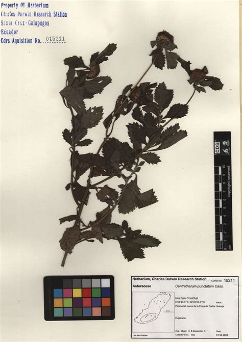 Centratherum Punctatum