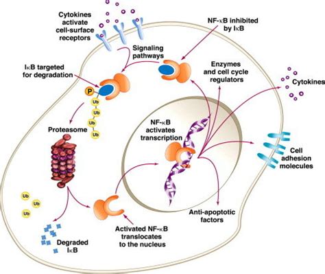 The inhibition of NF κB activation Download Scientific Diagram