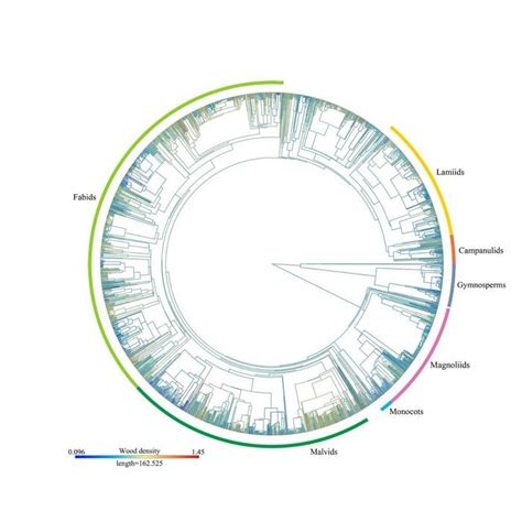 Phylogenetic Tree Of Wood Dens Image Eurekalert Science News Releases