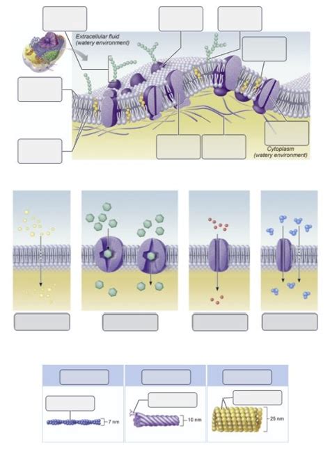 Chapter 3 Cells And Tissues Iii Diagram Quizlet
