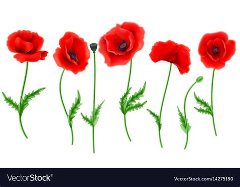 Red Poppy Flower Isolated On White Background Vector Image