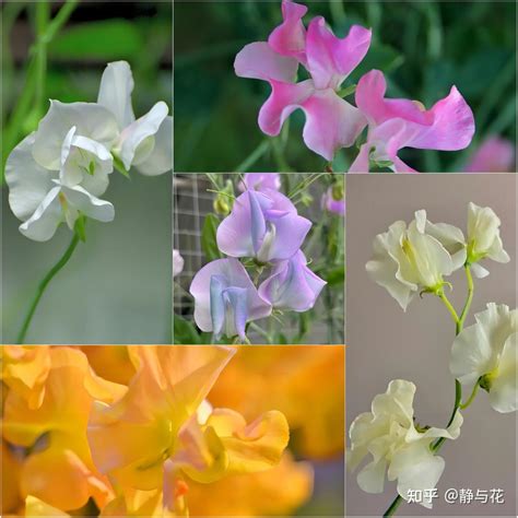 香豌豆用它的美和香，编织浪漫记忆~ 知乎