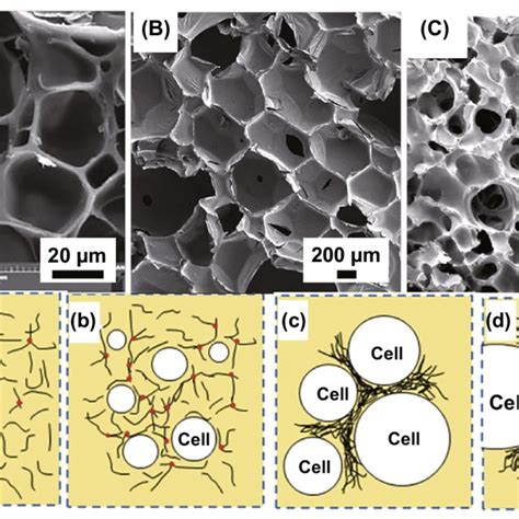 Cellular Structure Of Polymer Foams A Closed Cell Foam Reprinted With
