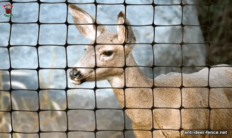 Functioning Of The Deer Netting Anti Deer Fence Net